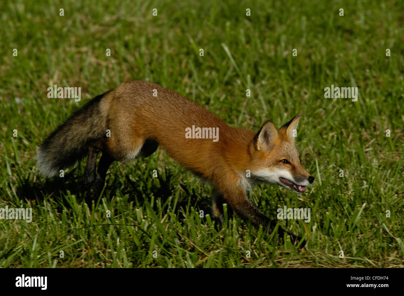Red fox in field ohio hi-res stock photography and images - Alamy