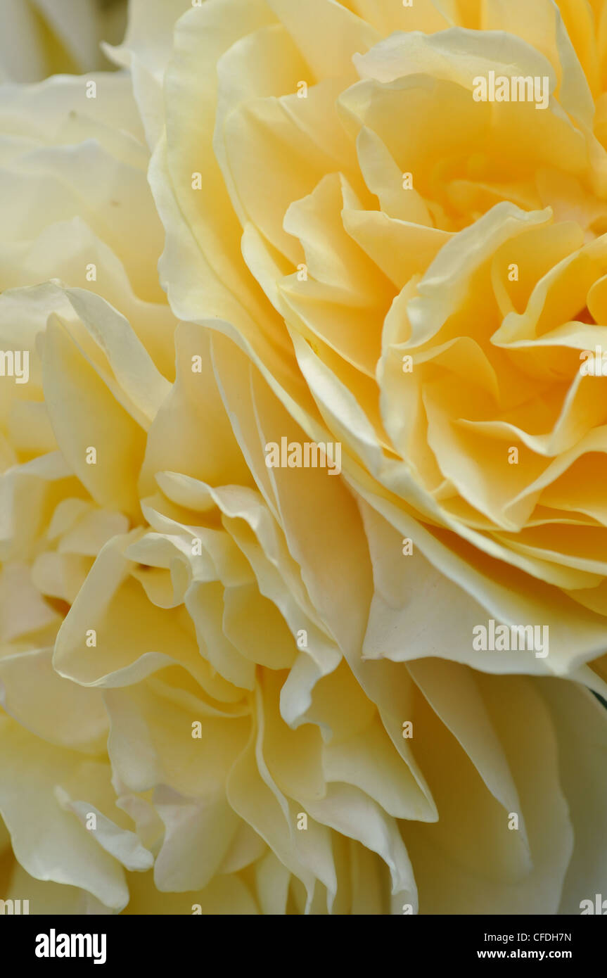 Yellow Roses Petals Stock Photo - Alamy