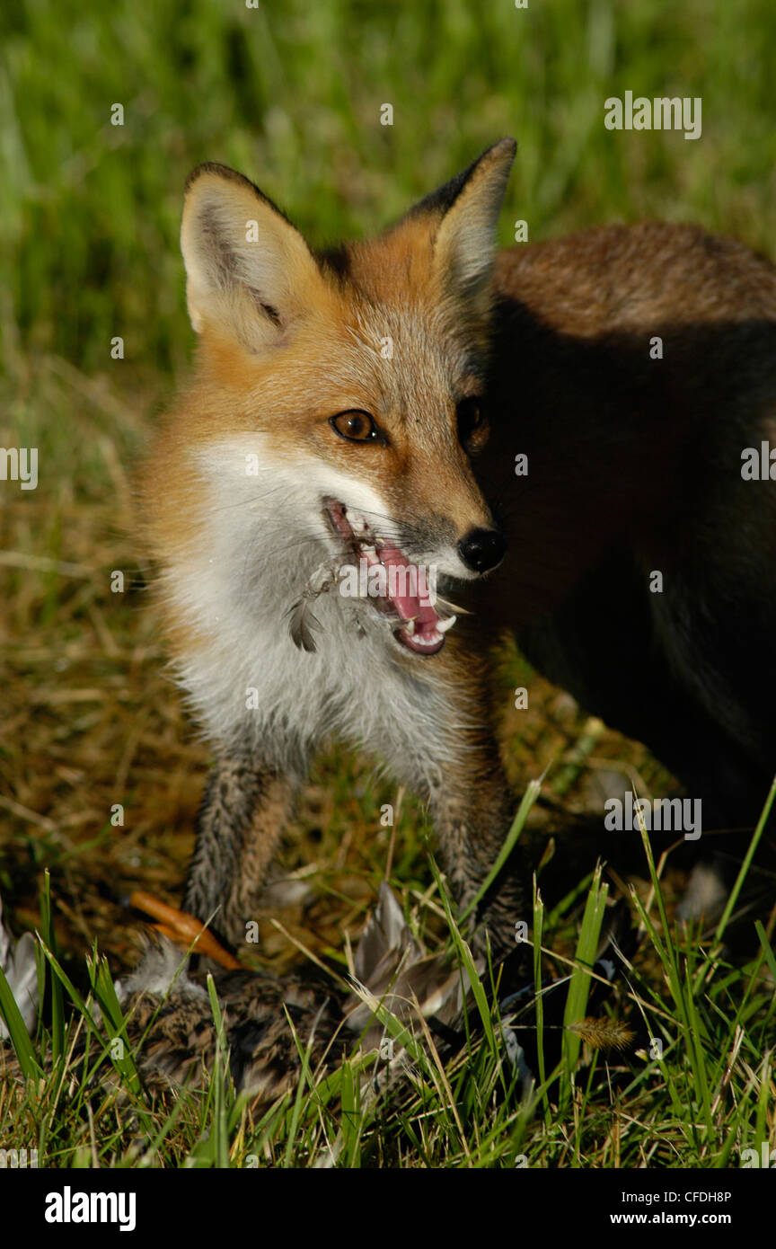 Wet red fox hi-res stock photography and images - Alamy