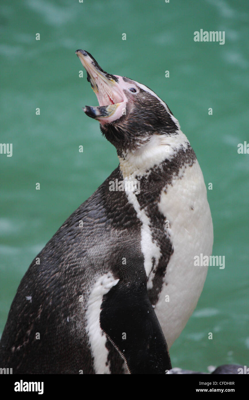 Calling penguin hi-res stock photography and images - Alamy