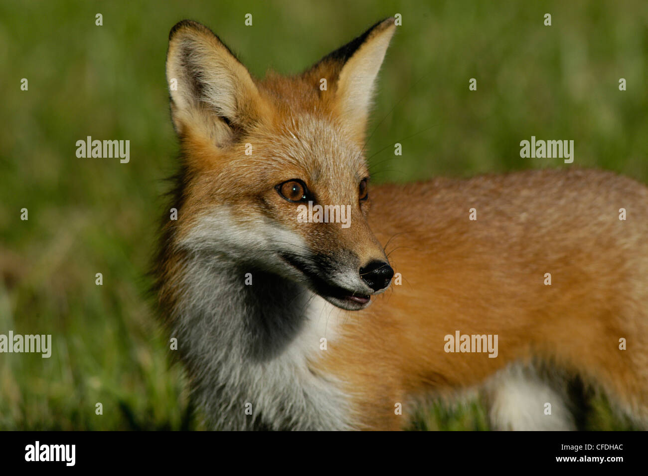 red fox in field Ohio hunting Stock Photo - Alamy