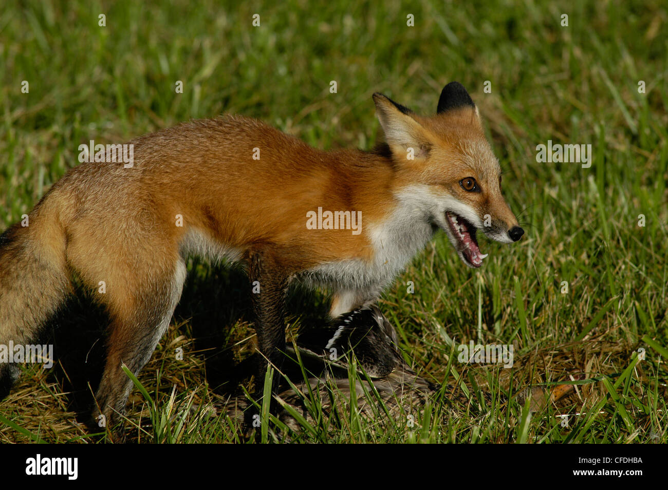 red fox in field Ohio hunting Stock Photo - Alamy