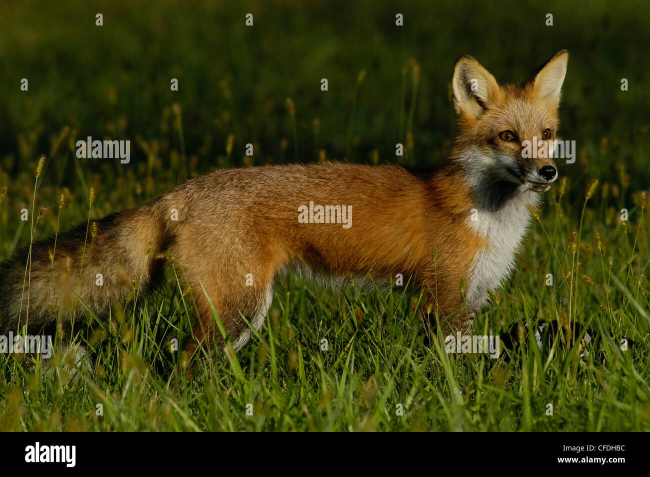 red fox in field Ohio hunting Stock Photo - Alamy