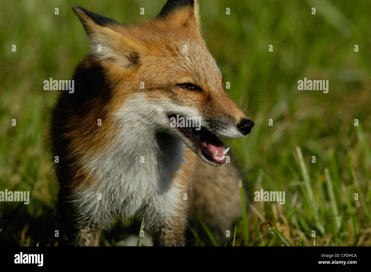 Red fox in field ohio hi-res stock photography and images - Alamy