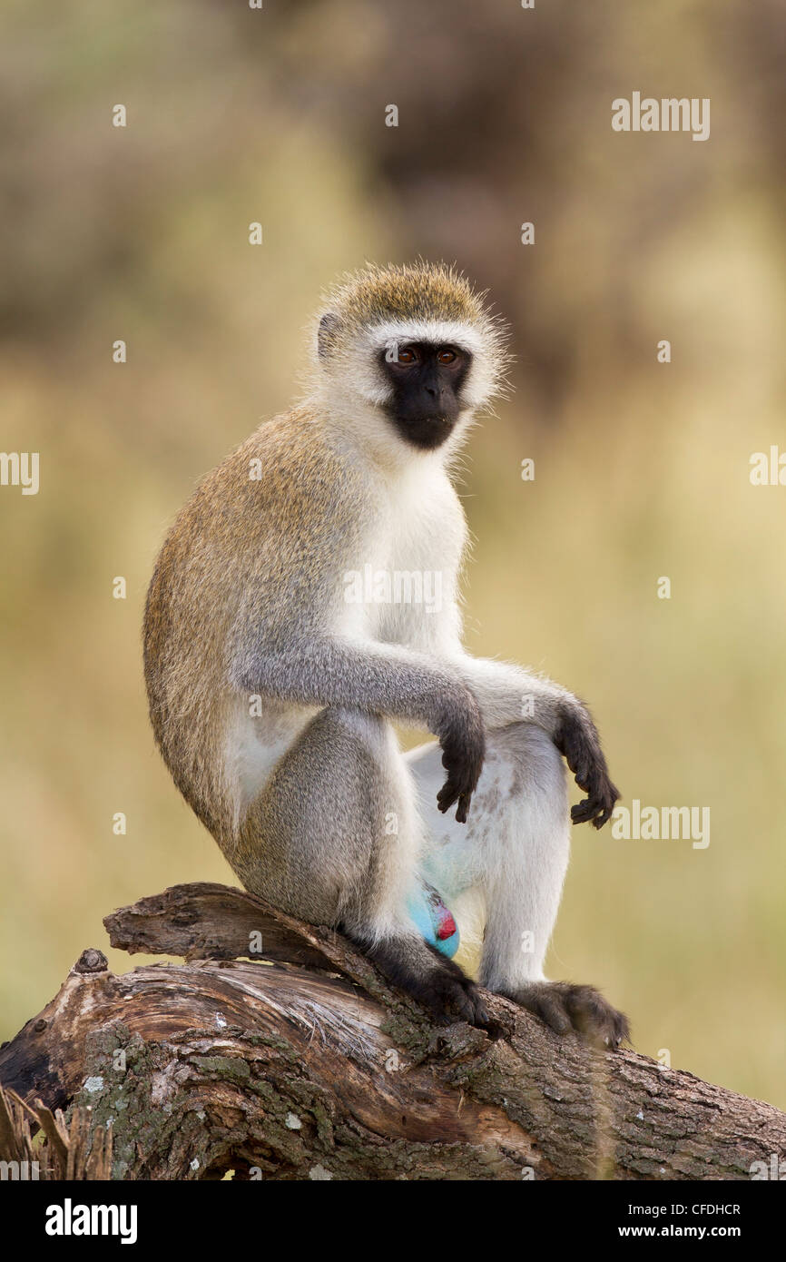 Male Vervet Monkey Stock Photo - Alamy