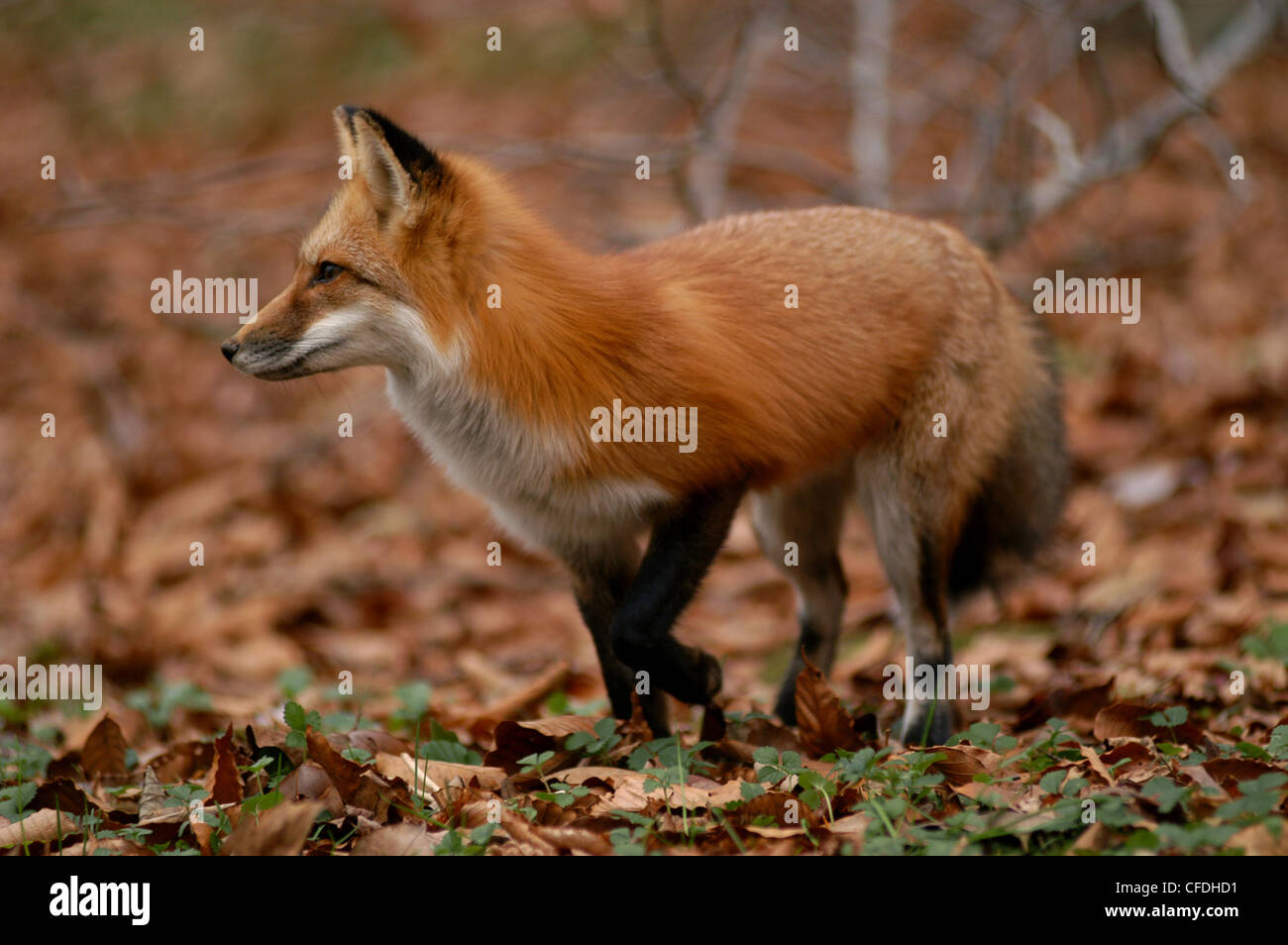 Red fox hunting america forest hi-res stock photography and images - Alamy