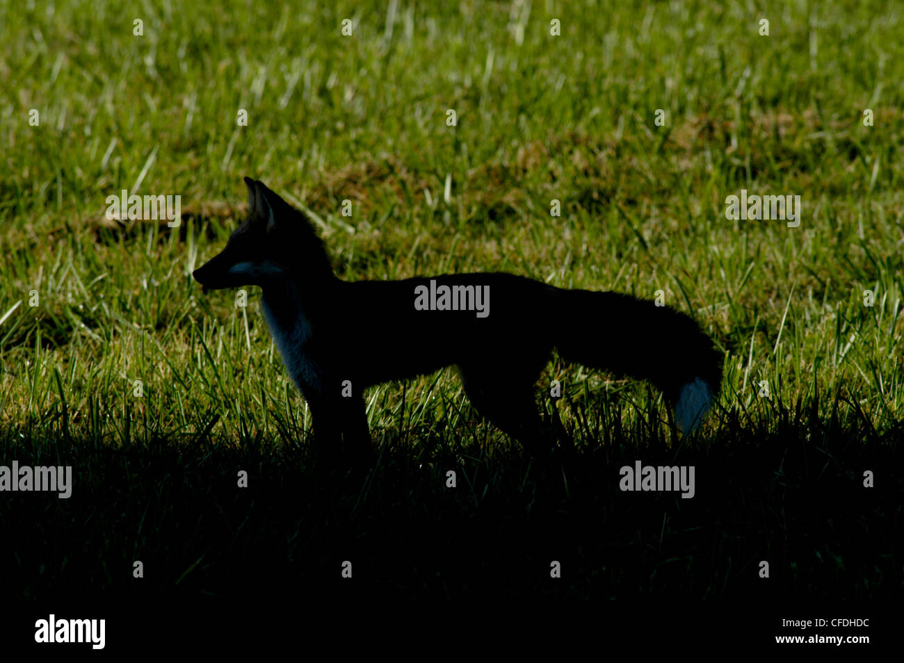 red fox in field Ohio hunting Stock Photo - Alamy