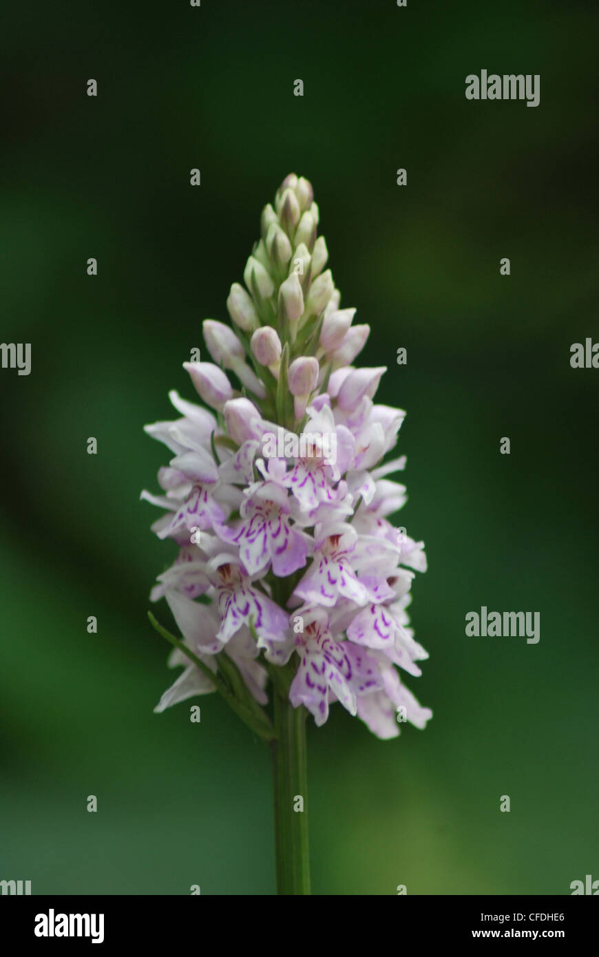 Wild British Orchid Stock Photo - Alamy