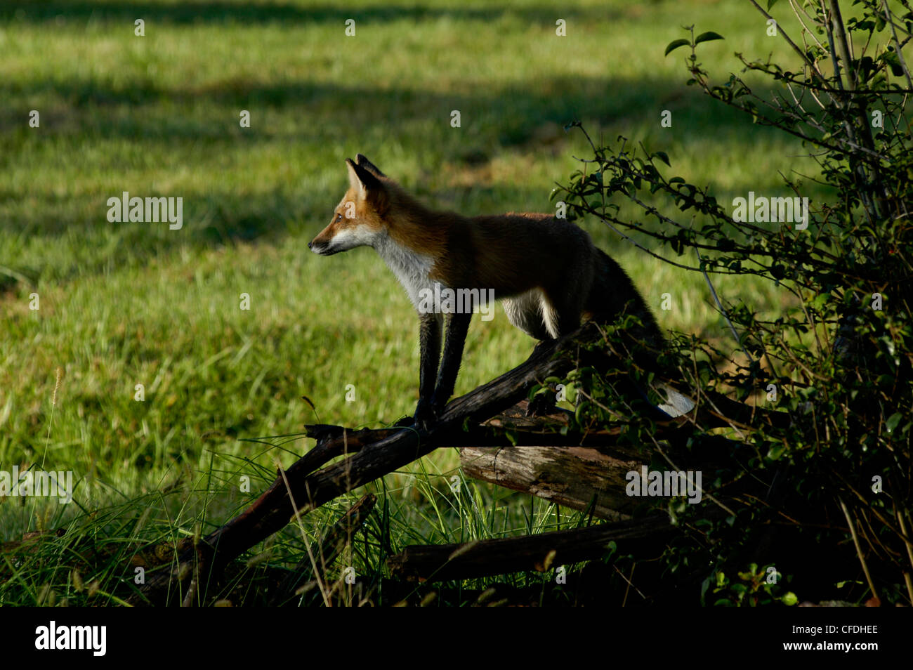 Red fox in field ohio hi-res stock photography and images - Alamy