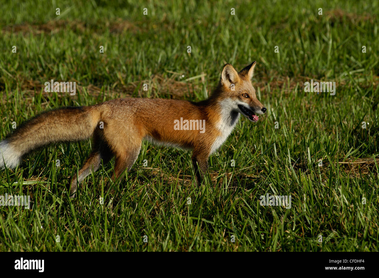 Red fox field hi-res stock photography and images - Alamy
