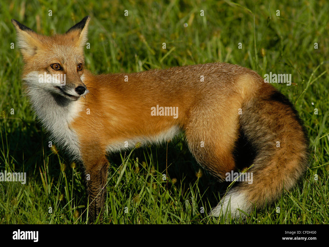 red fox in field Ohio hunting Stock Photo - Alamy