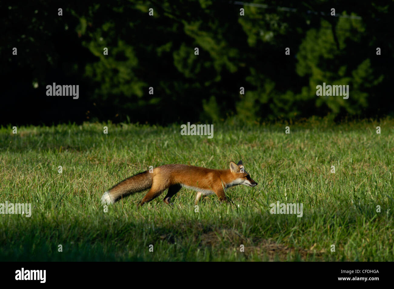 red fox in field Ohio hunting Stock Photo - Alamy