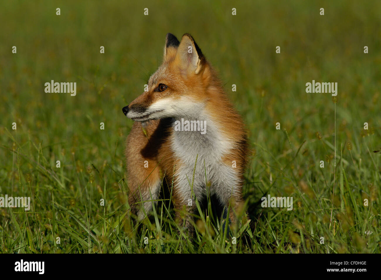 red fox in field Ohio hunting Stock Photo - Alamy