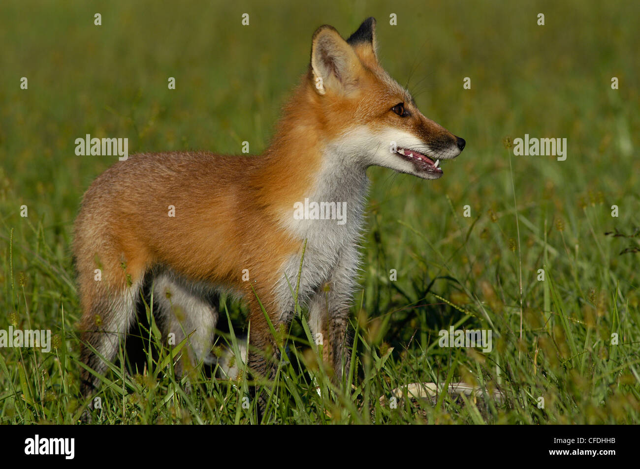Red fox field hi-res stock photography and images - Alamy