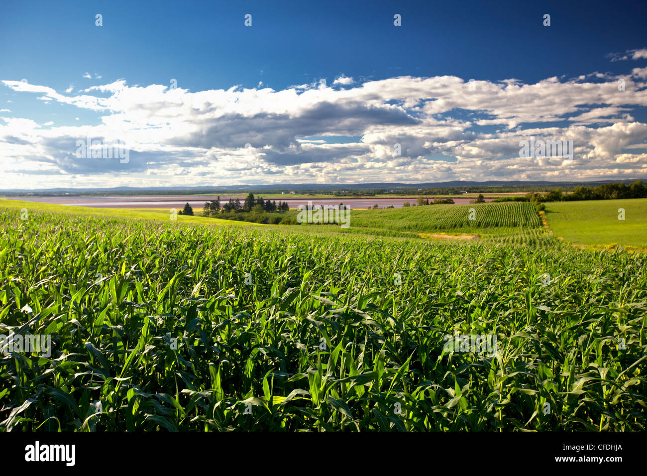 Cornfield, Old Barns, Nova scotia, Canada Stock Photo - Alamy