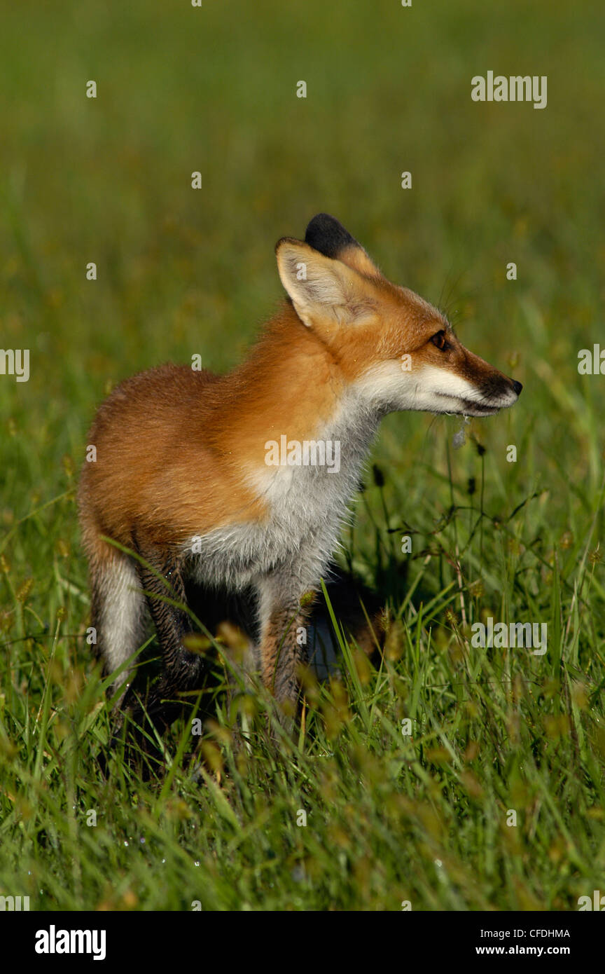 red fox in field Ohio hunting Stock Photo - Alamy