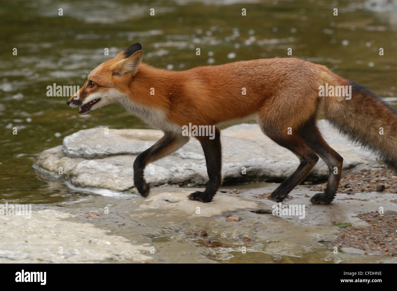 red fox hunting in creek Ohio Stock Photo - Alamy
