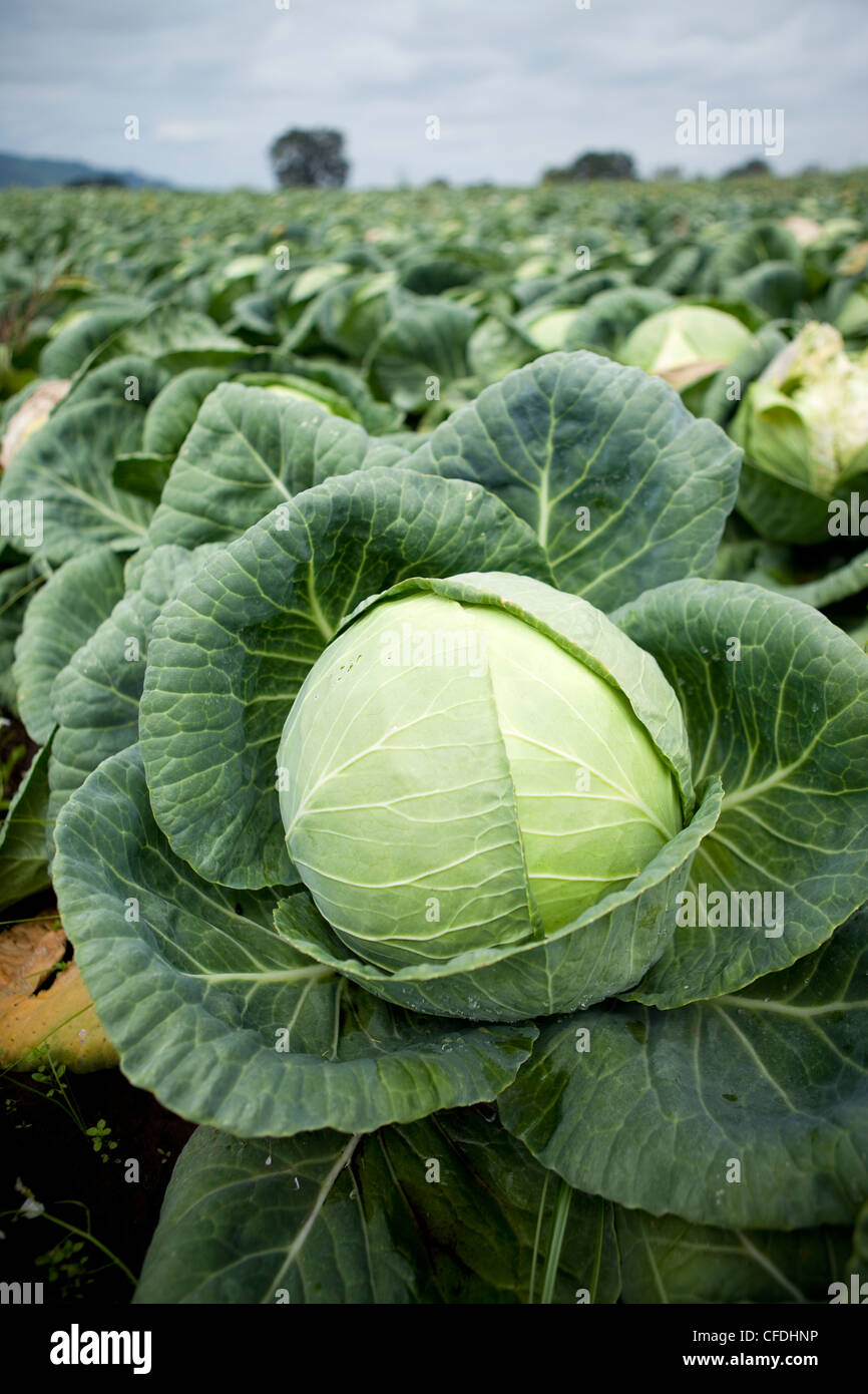 U-pic cabbage at a local farm Stock Photo - Alamy