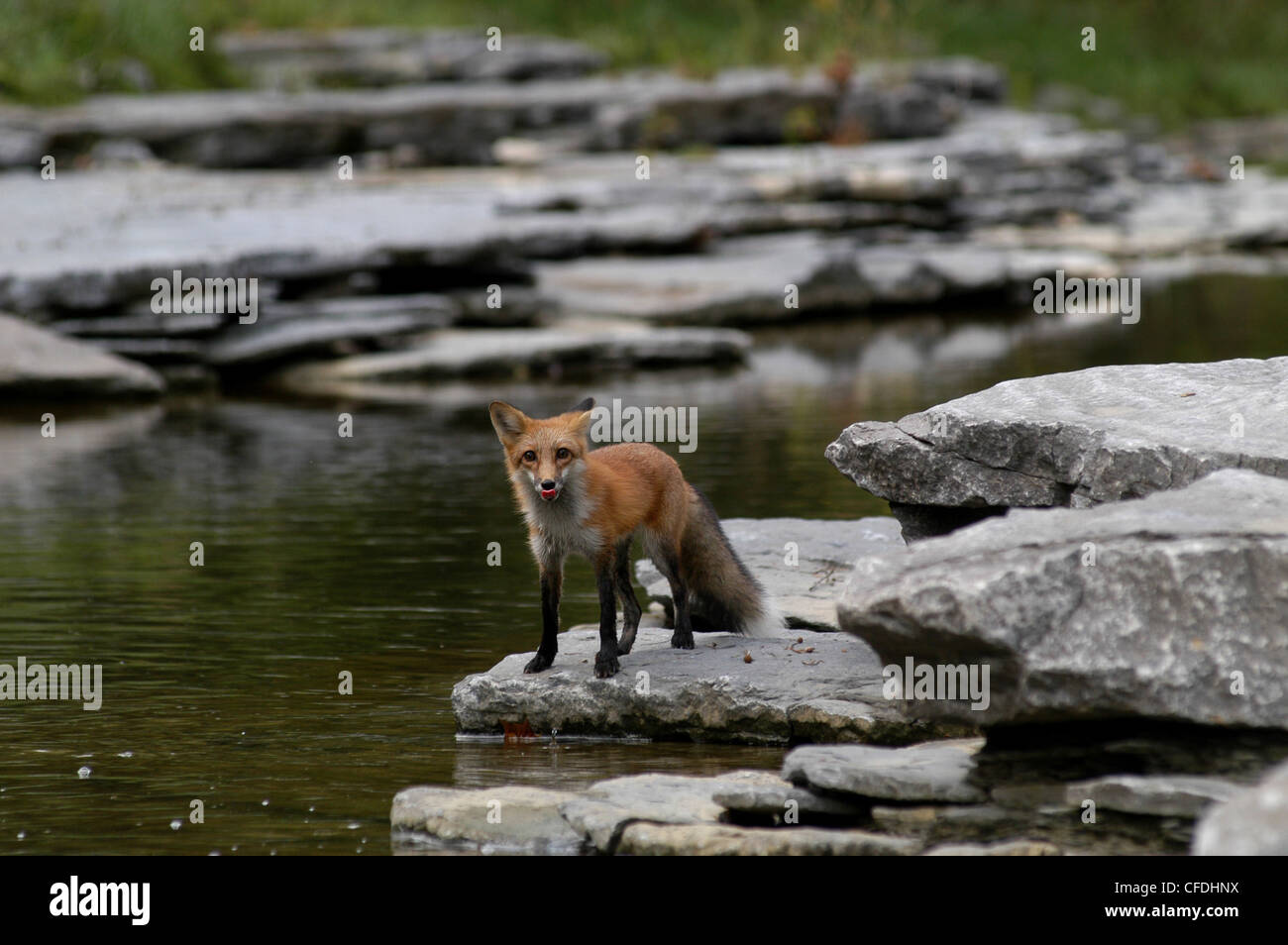 red fox hunting in creek Ohio Stock Photo - Alamy