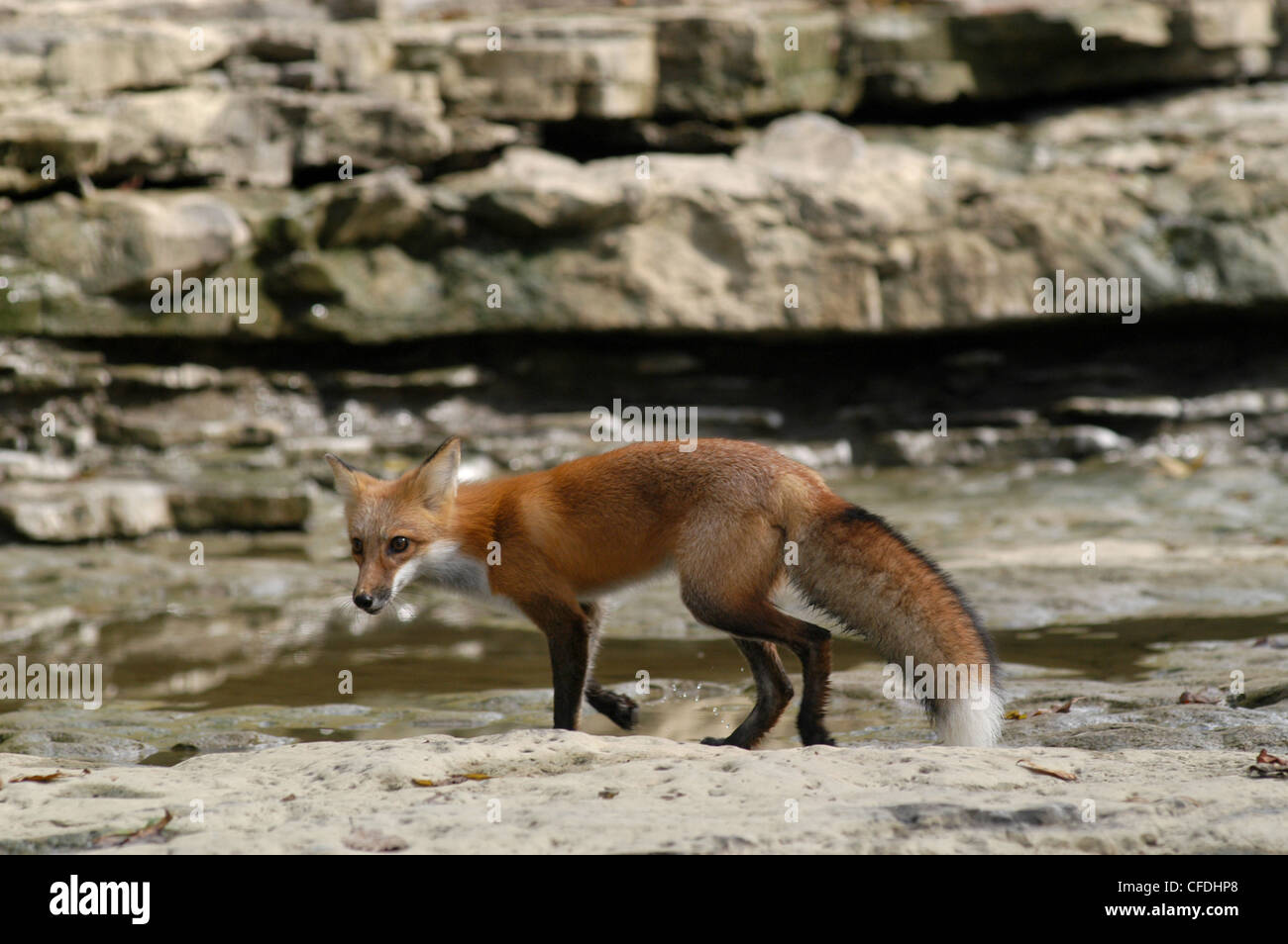 red fox hunting in creek Ohio Stock Photo - Alamy