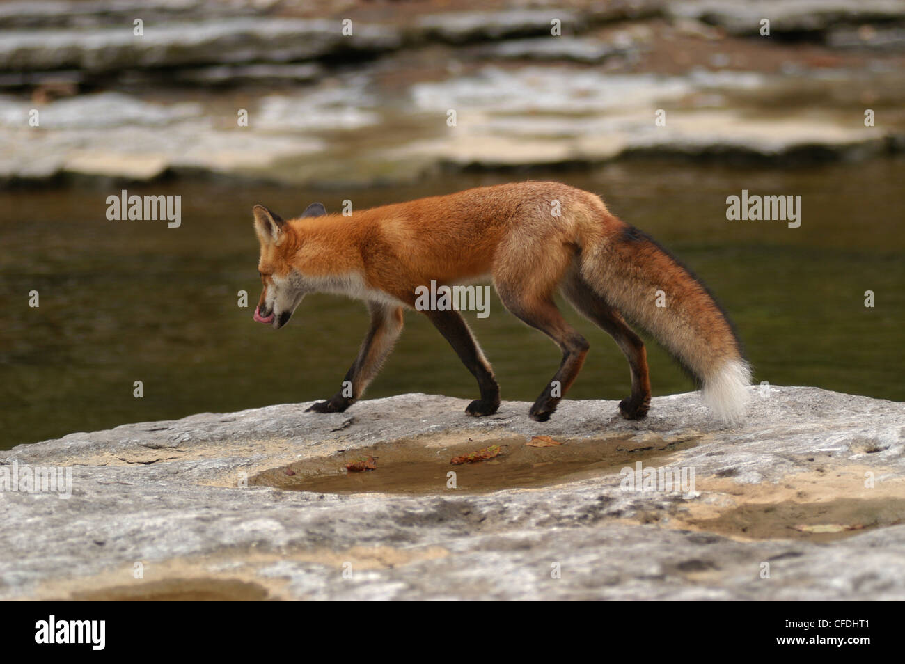red fox hunting in creek Ohio Stock Photo - Alamy