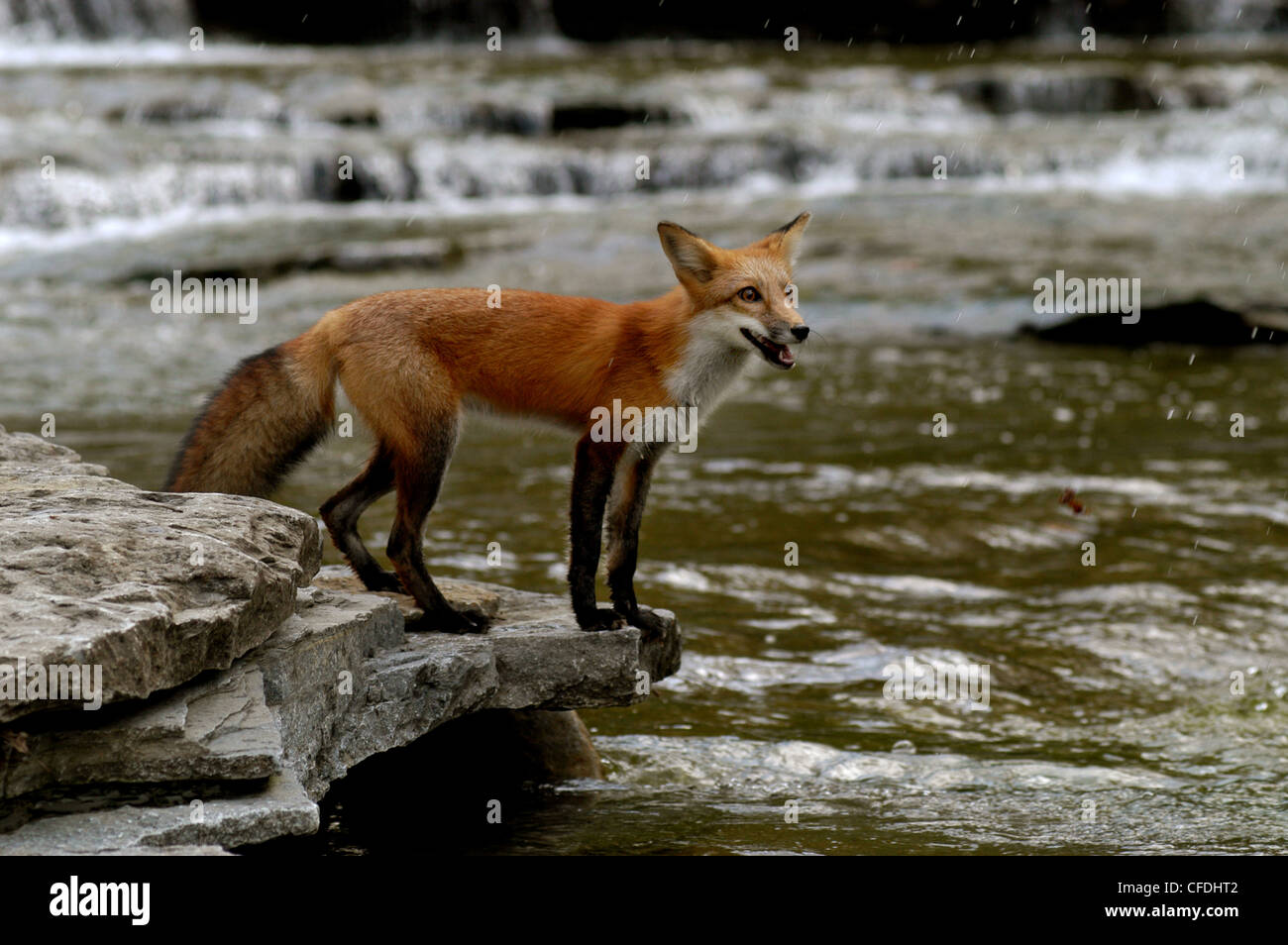 red fox hunting in creek Ohio Stock Photo - Alamy