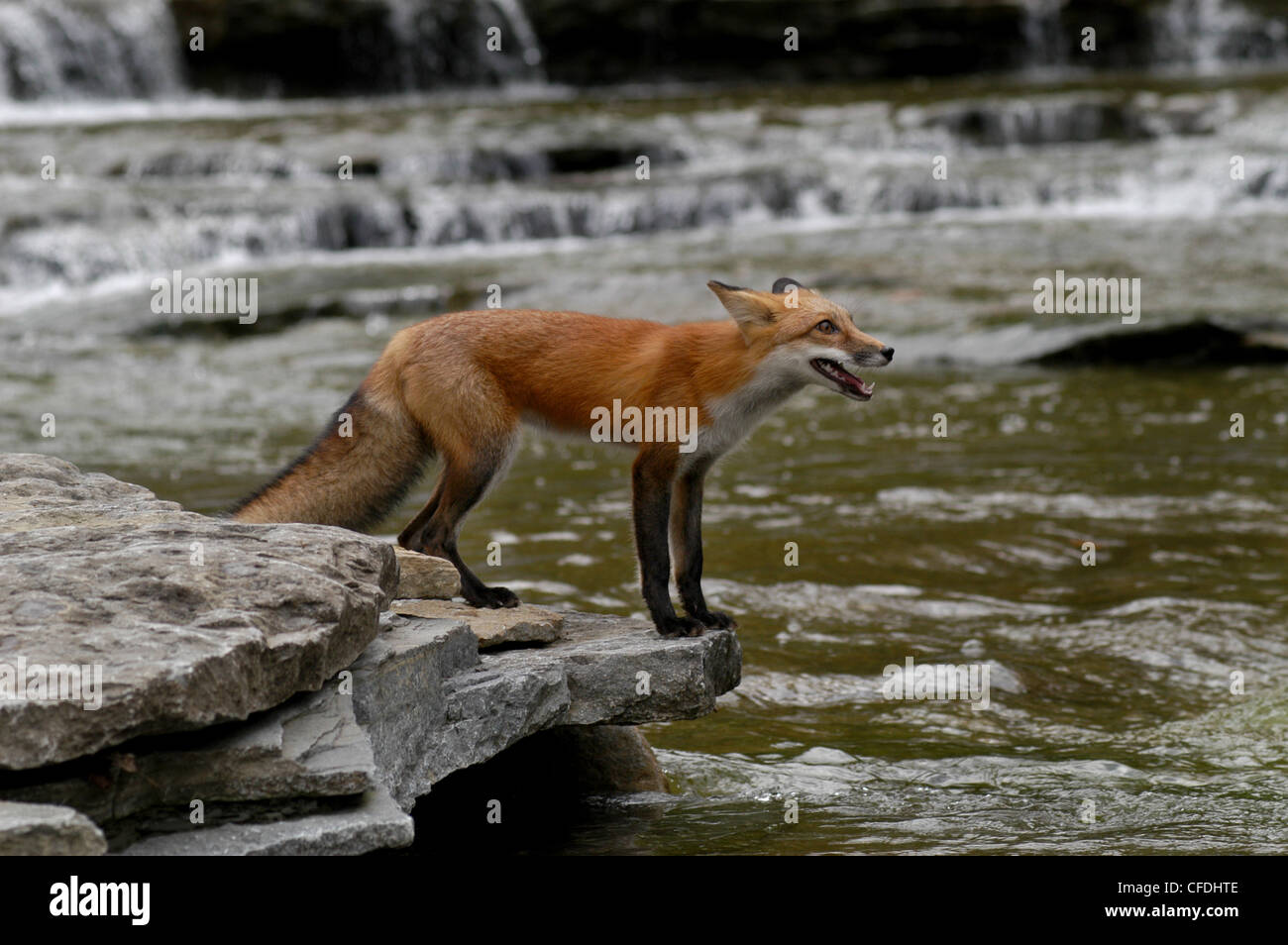 red fox hunting in creek Ohio Stock Photo - Alamy