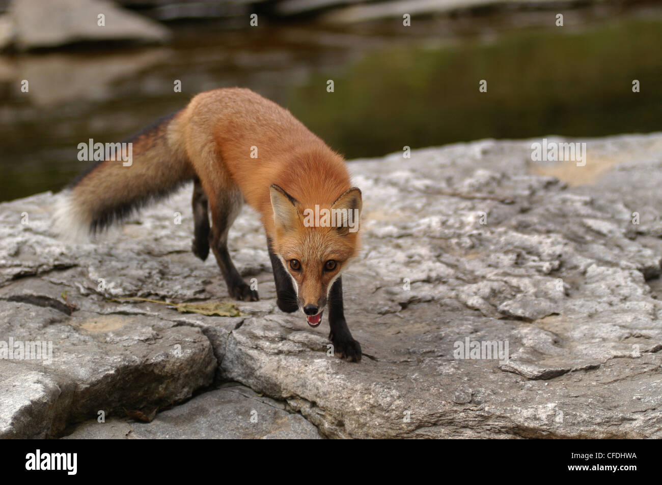 red fox hunting in creek Ohio Stock Photo - Alamy