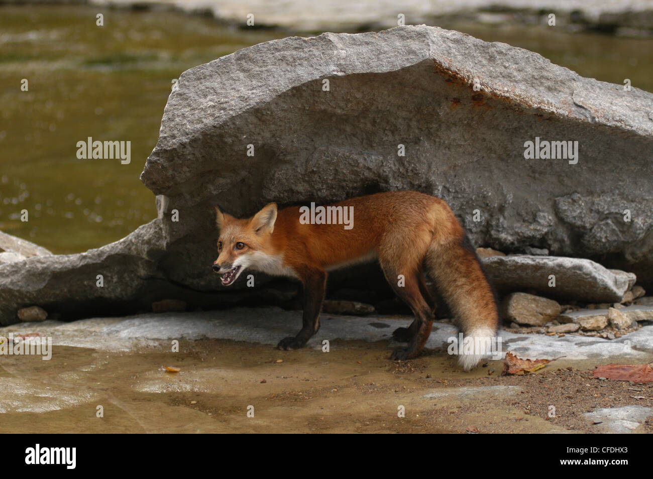 red fox hunting in creek Ohio Stock Photo - Alamy