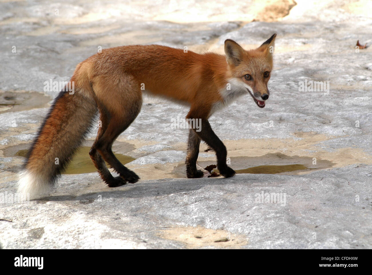 red fox hunting in creek Ohio Stock Photo - Alamy