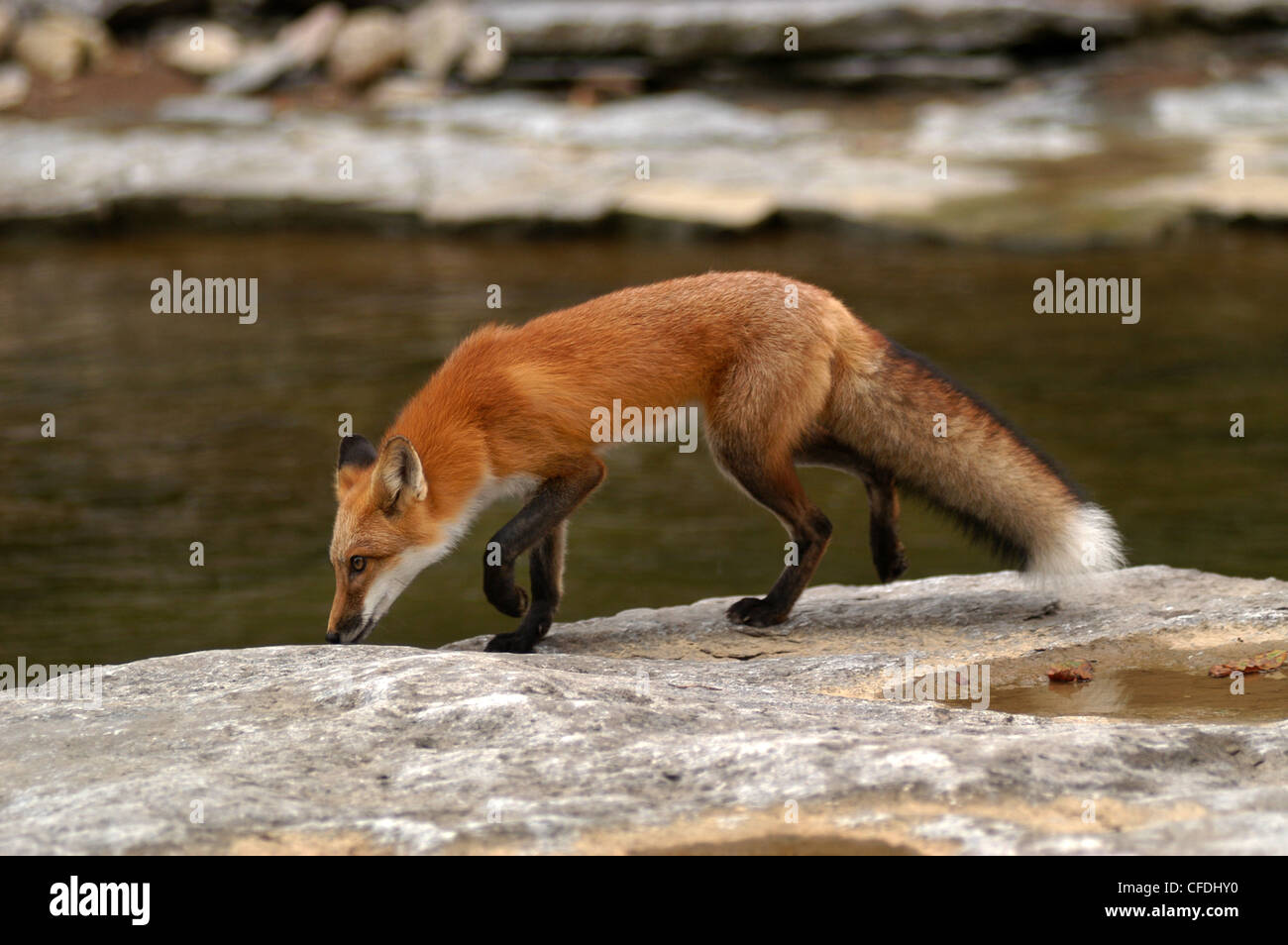 red fox hunting in creek Ohio Stock Photo - Alamy
