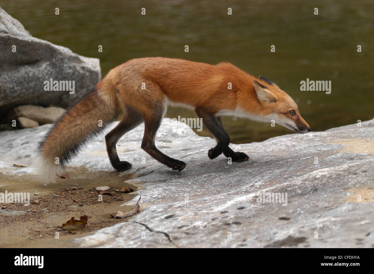 Hunting fox the hi-res stock photography and images - Alamy