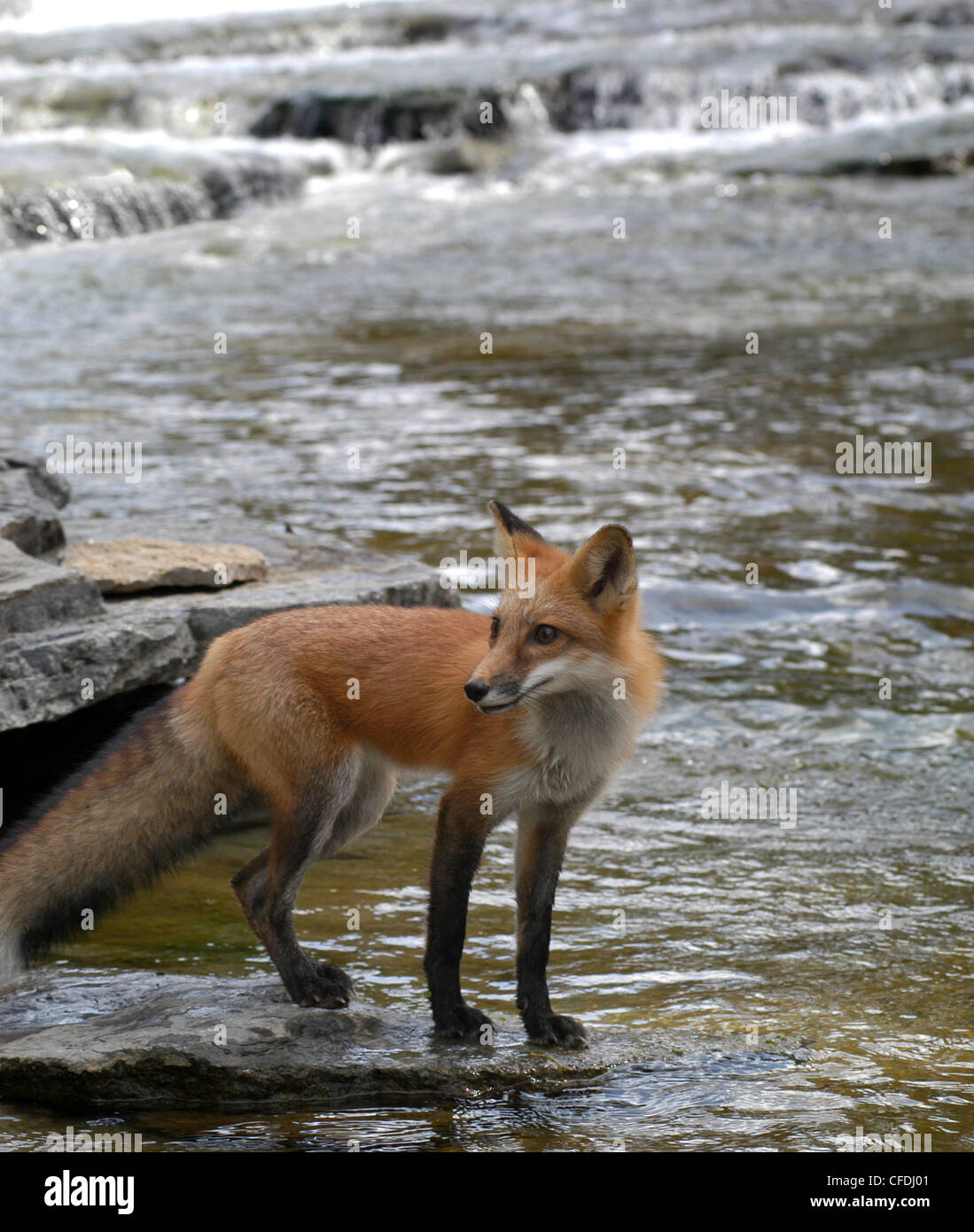 red fox hunting in creek Ohio Stock Photo - Alamy