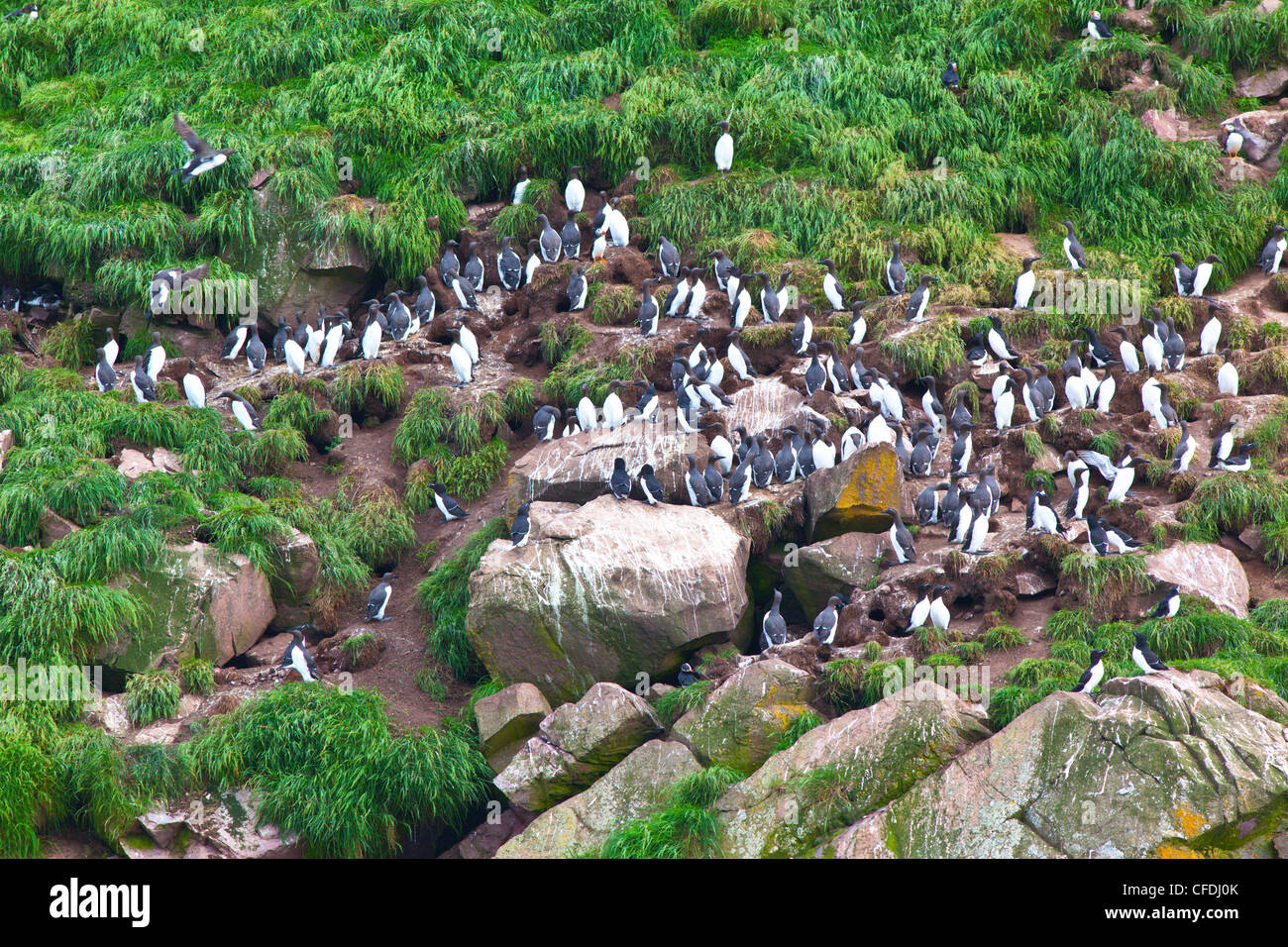 (Uria aalge) Common Murres nesting on Gull Island, Witless Bay ...