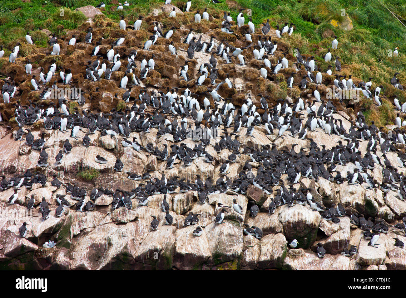 Common Murres, (Uria aalge) nesting on Gull Island, Witless Bay ...