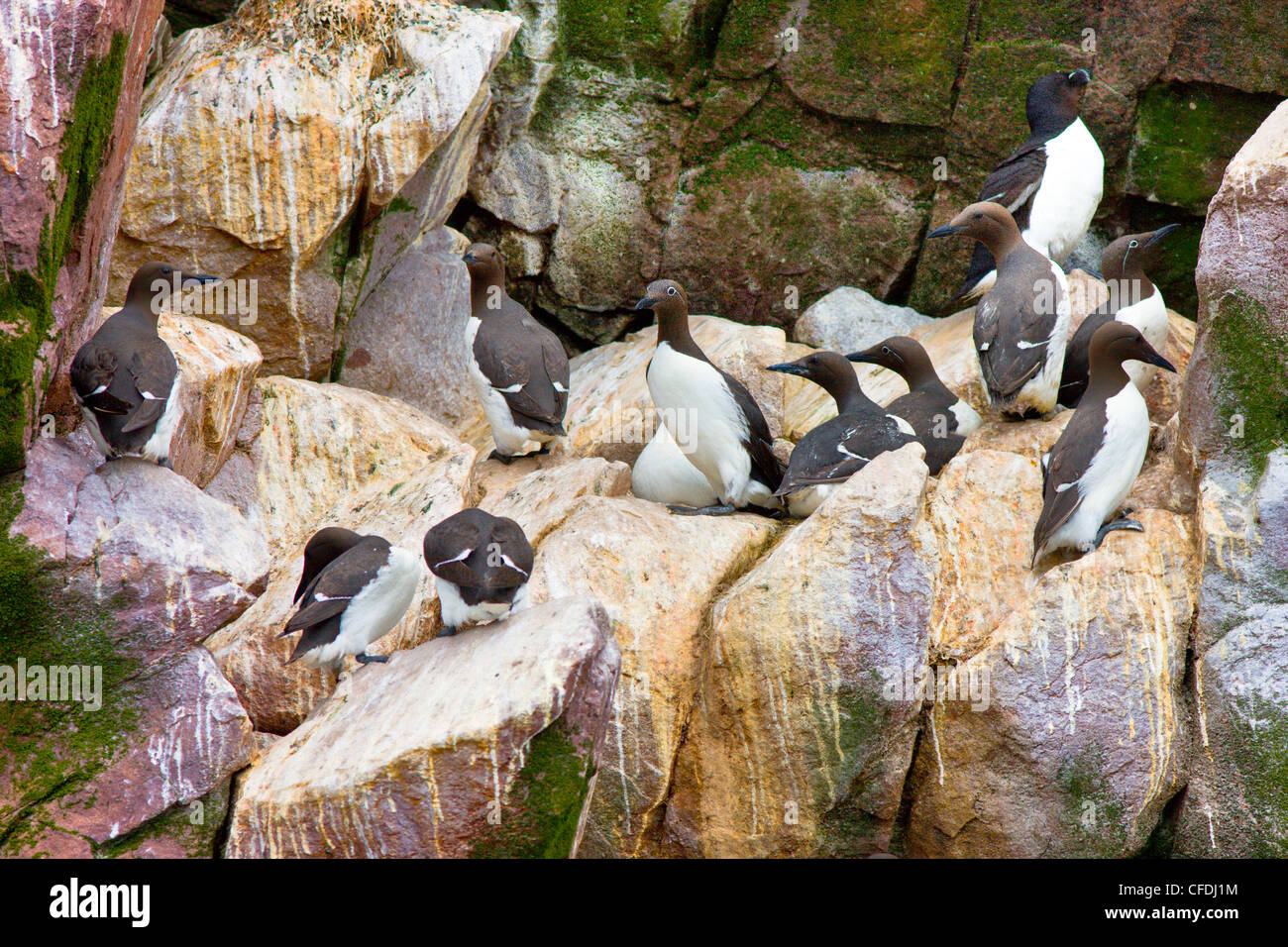 Common Murres, (Uria aalge) nesting on Gull Island, Witless Bay ...
