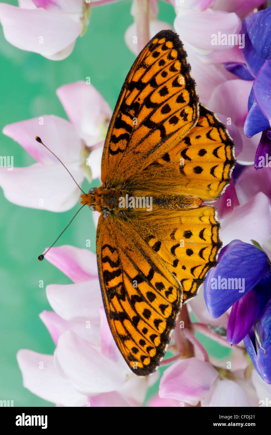 Atlantis Fritillary Butterfly, (Speyeria atlantis Stock Photo - Alamy