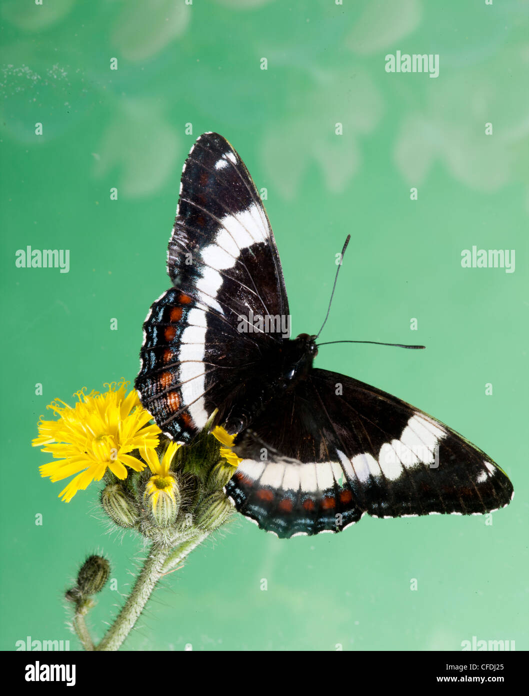 White winged butterfly hi-res stock photography and images - Alamy
