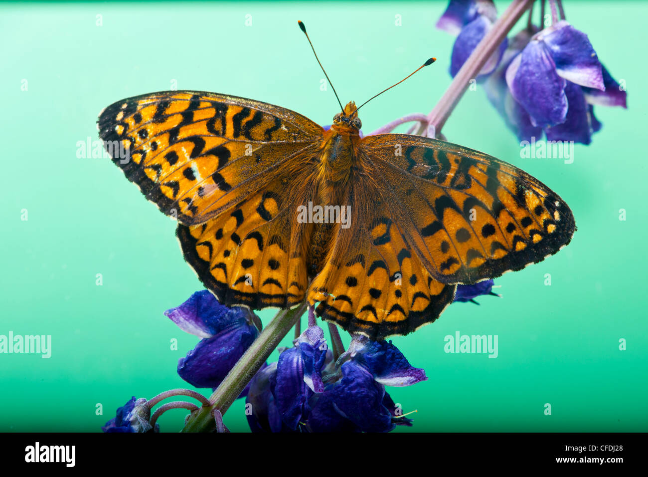 Atlantis Fritillary Butterfly, (Speyeria atlantis Stock Photo - Alamy