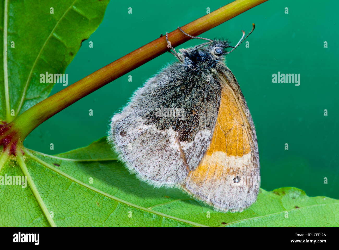 Prairie Ringlet Butterfly, (Coenonympha inornata Stock Photo - Alamy