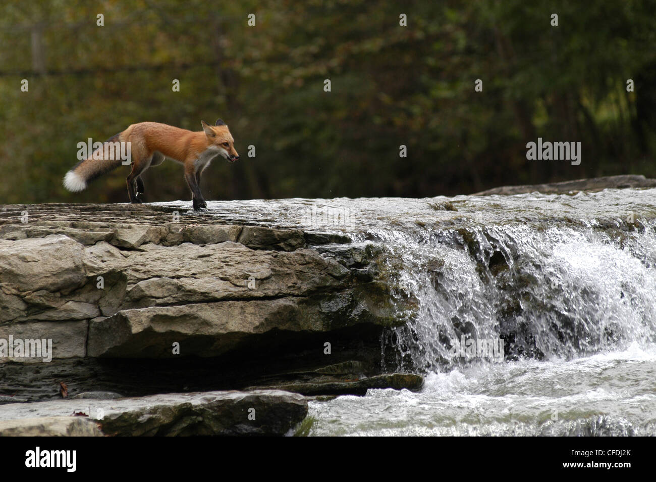 red fox hunting in creek Ohio Stock Photo - Alamy