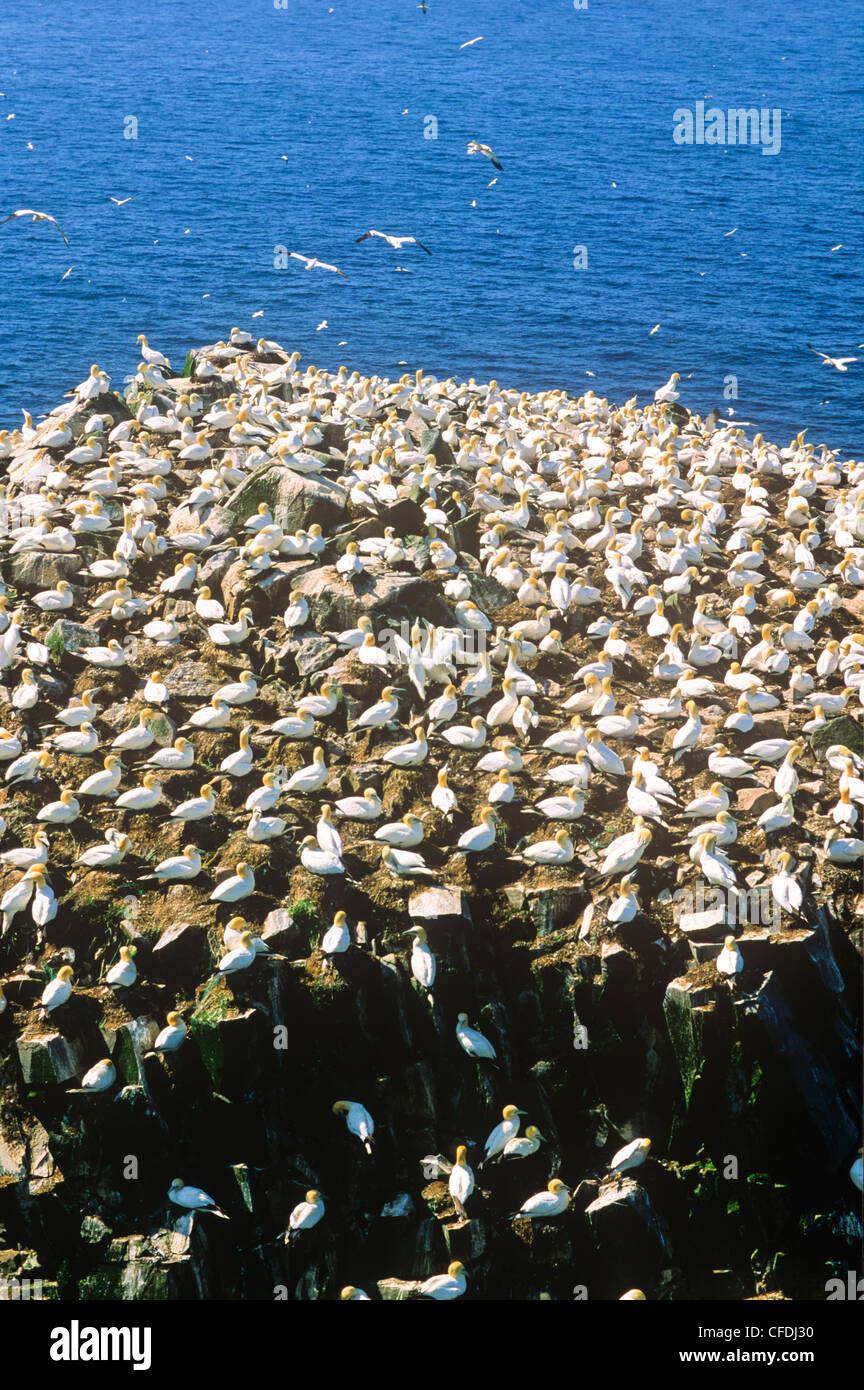 Bird rock island ecological reserve hi-res stock photography and images ...