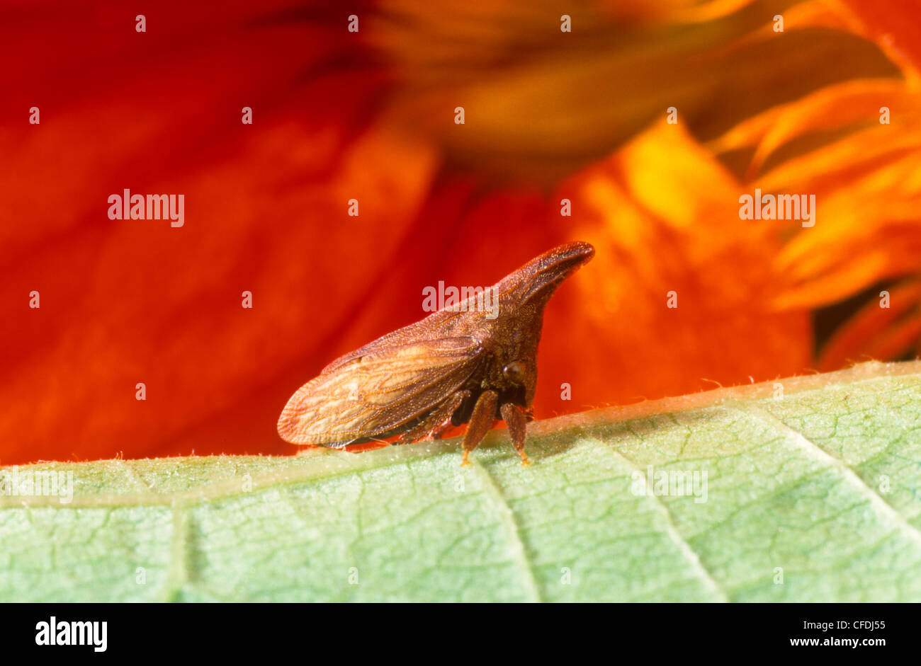 Thorn-mimic Treehopper, (Campylenchia latipes Stock Photo - Alamy