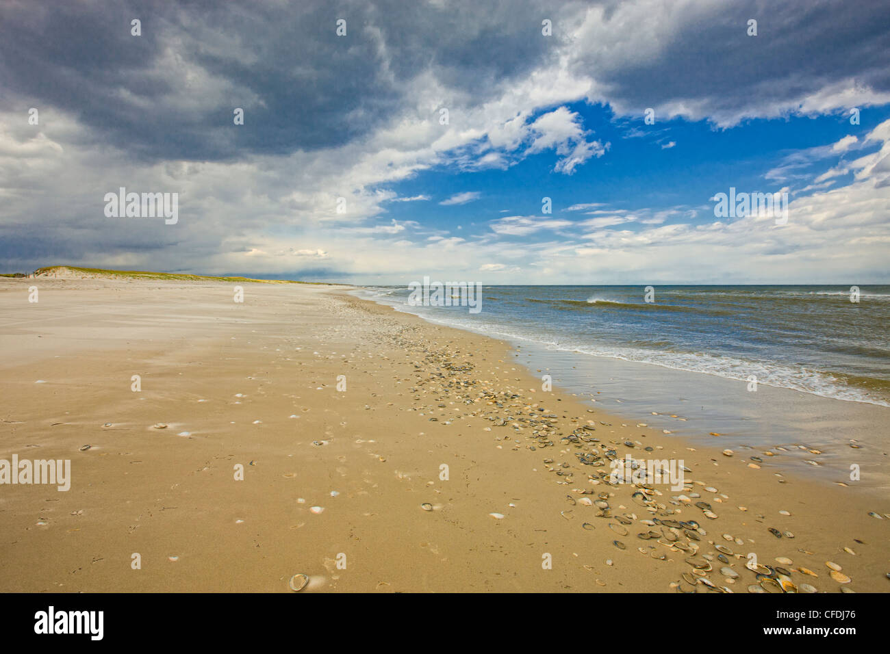 Clams, cockles and Bay Scallops on Beach, Island Beach State Park, New ...