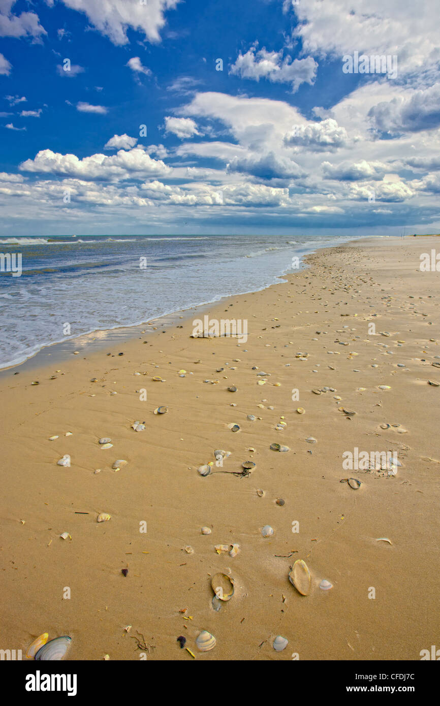 Clam shells on the beach hi-res stock photography and images - Alamy