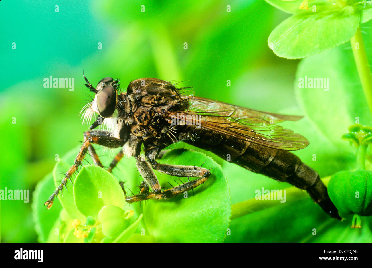 Invertebrate robber flies invertebrates animal hi-res stock photography ...