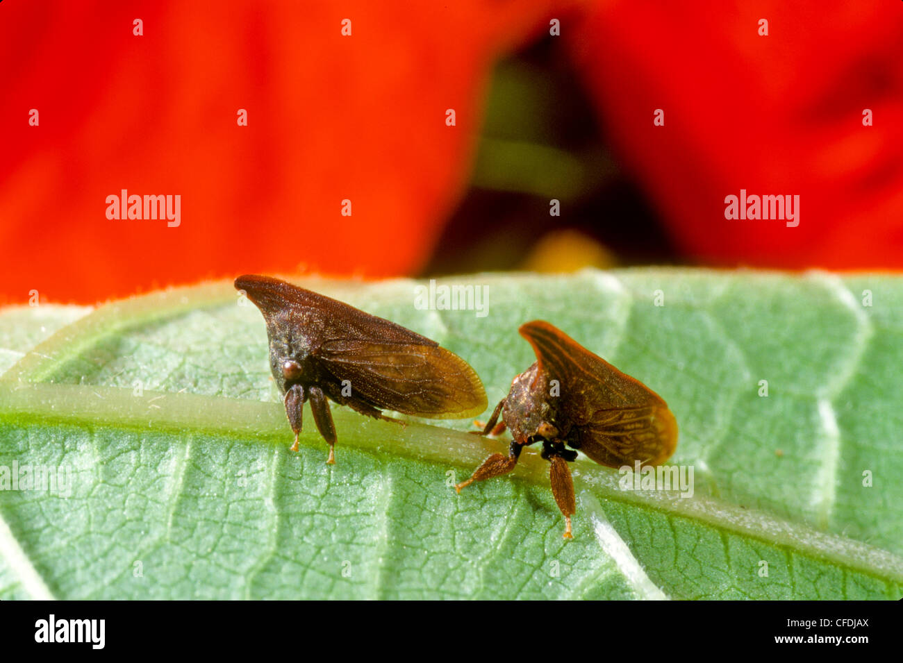 Thorn-mimic Treehopper, (Campylenchia latipes Stock Photo - Alamy