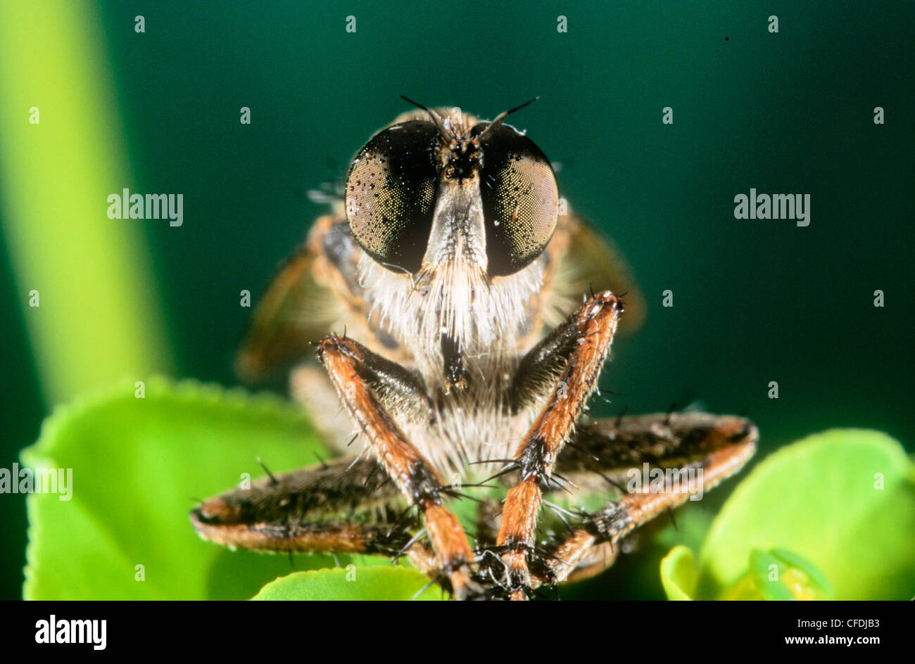 Invertebrate robber flies invertebrates animal hi-res stock photography ...