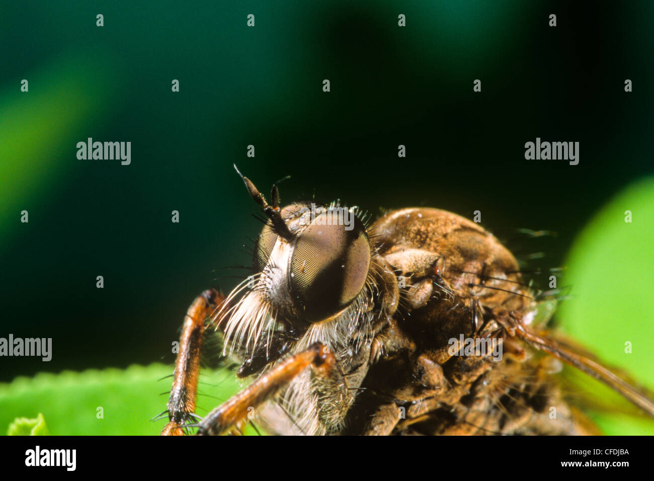 Daylight robber hi-res stock photography and images - Alamy