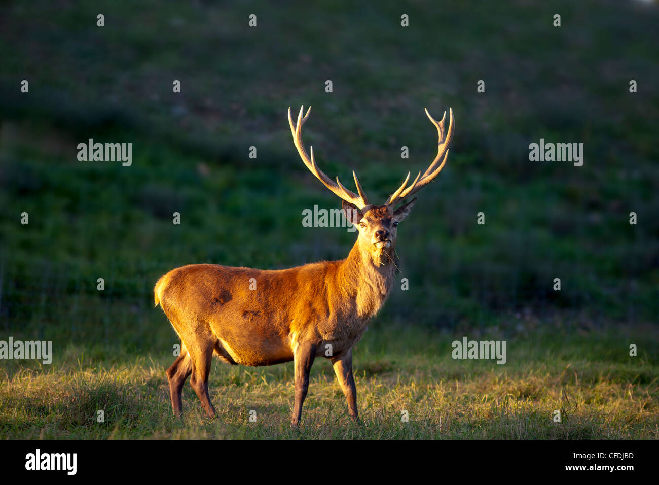 Male body parts hi-res stock photography and images - Alamy